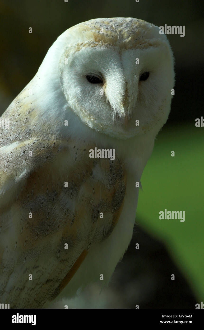 Barn owl facial disk hi-res stock photography and images - Alamy