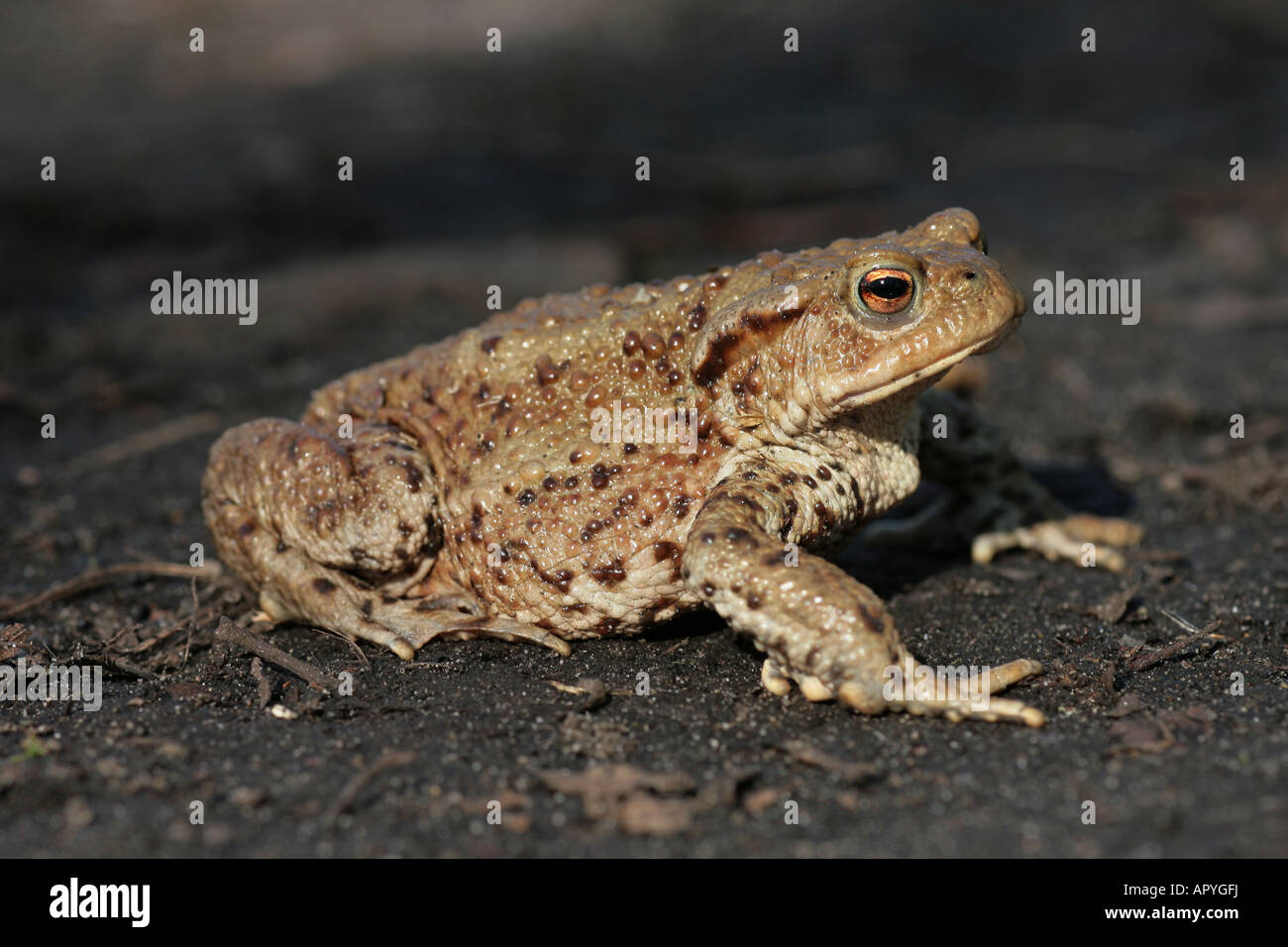 Common Toad Bufo bufo Stock Photo - Alamy