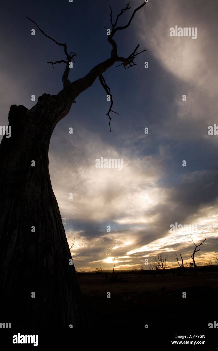 Dead emu High Resolution Stock Photography and Images - Alamy
