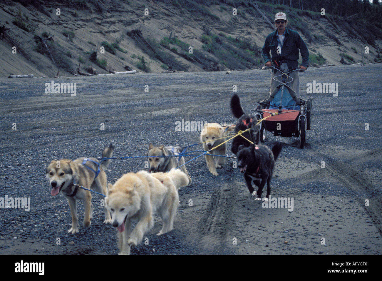 dog musher with his sled team of husky dogs Canis familiaris on Coho ...