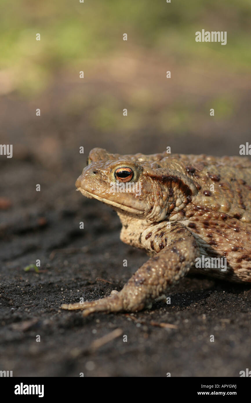 Common Toad Bufo bufo Stock Photo - Alamy