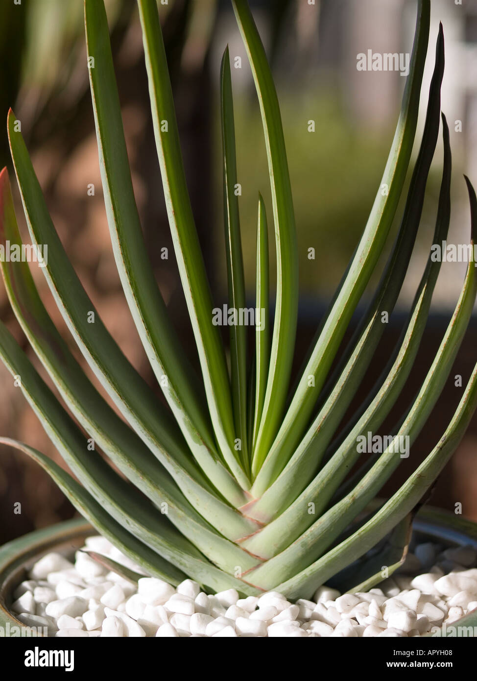 Fan aloe plant aloe plicatilis architectural succulent Stock Photo - Alamy