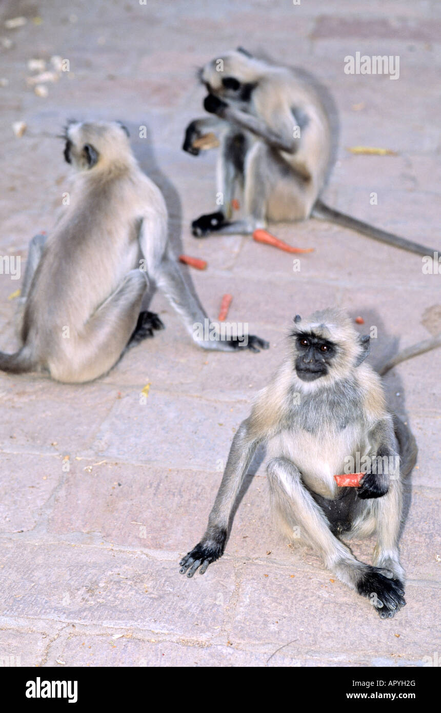 Wild Langur monkies (Colobinae) at Mandore Gardens, Jodhpur IN Stock ...