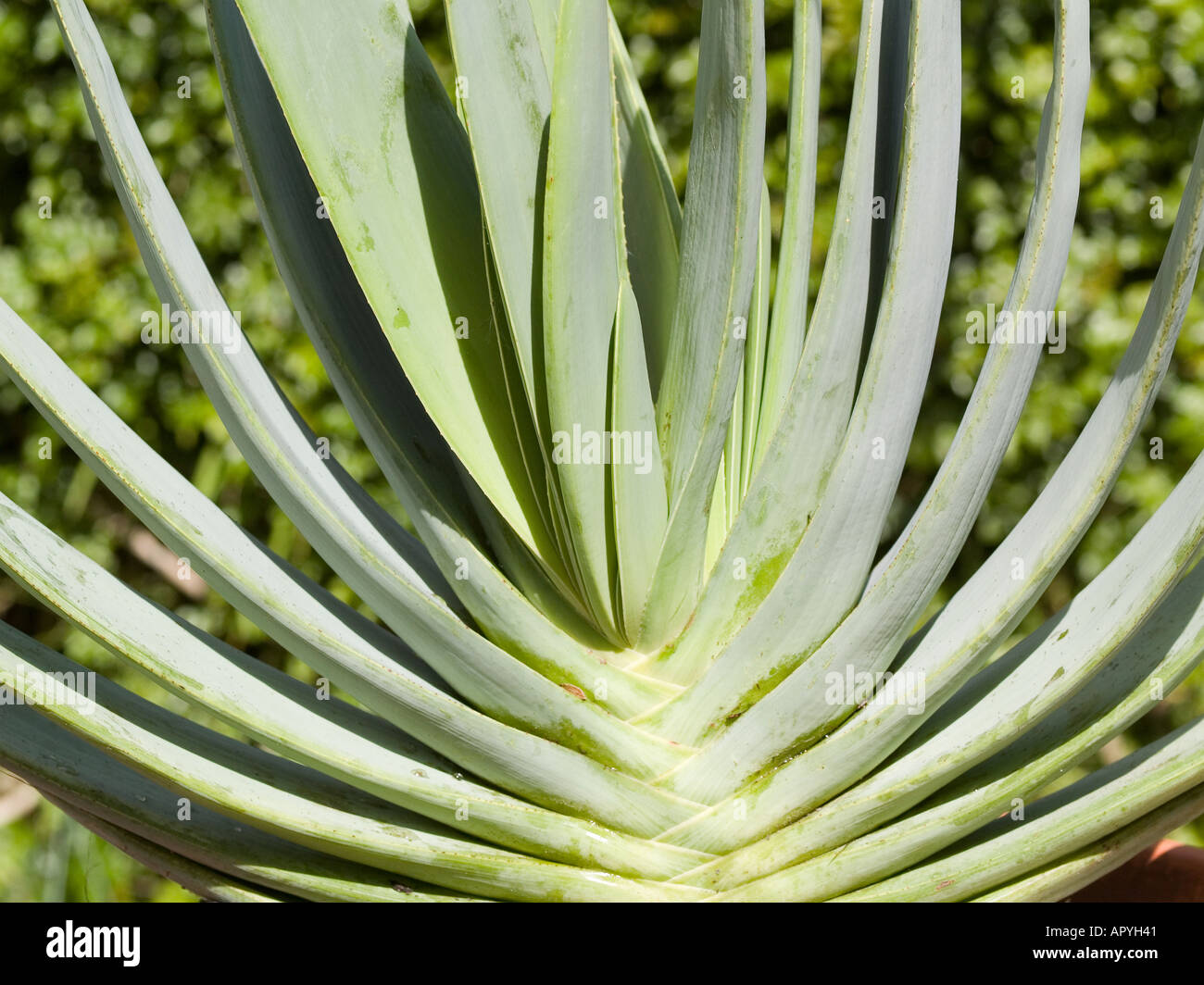 Fan aloe aloe plicatilis exotic succulent plant Stock Photo - Alamy