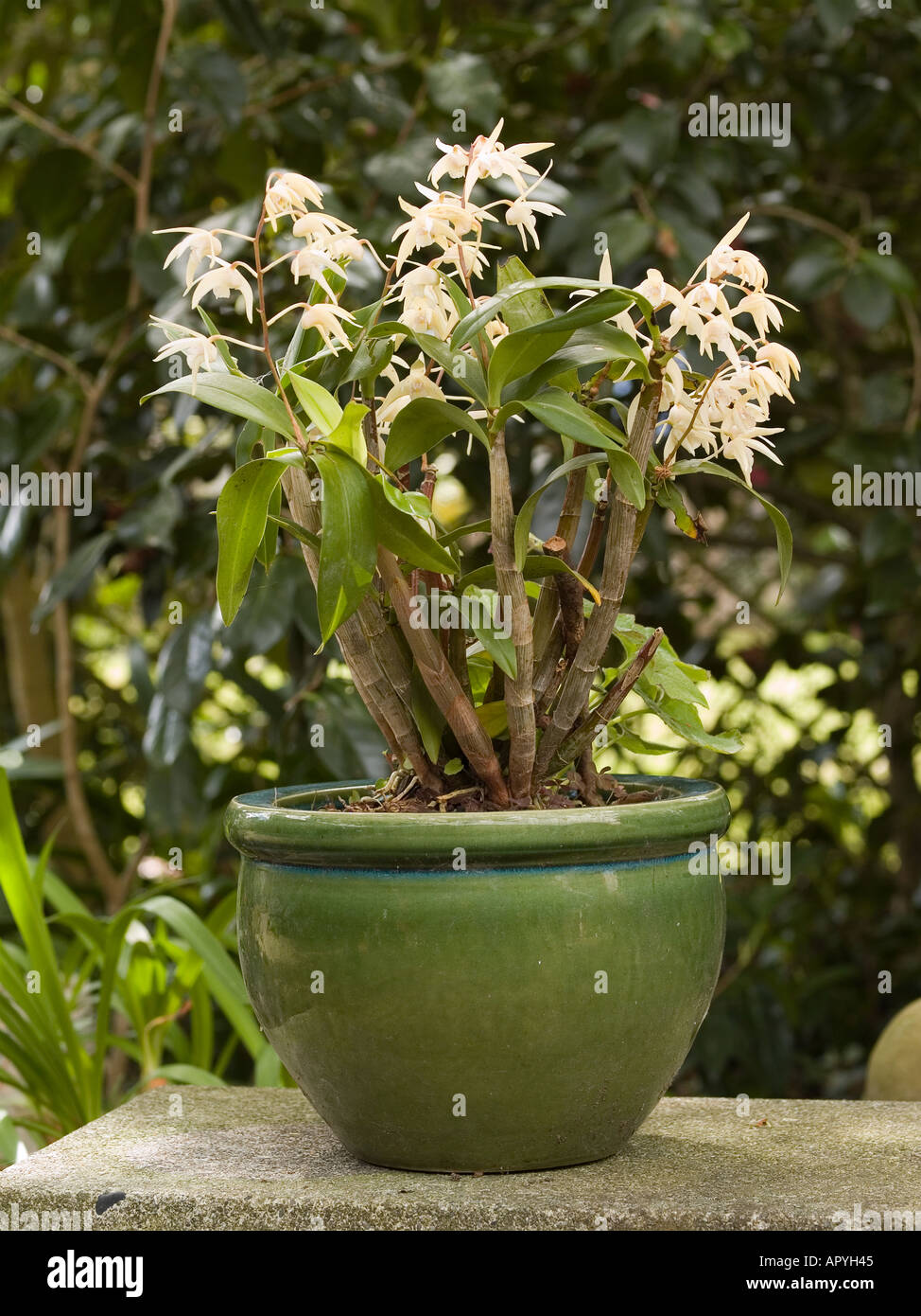Dendrobium hybrid orchid Orchidaceae planted in a green pot plant or ...