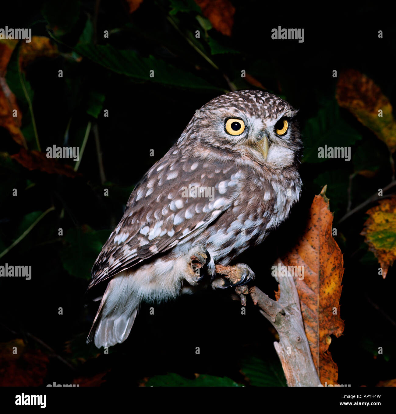 cheveche Little Owl Athene noctua sur une branche France on a branch of ...