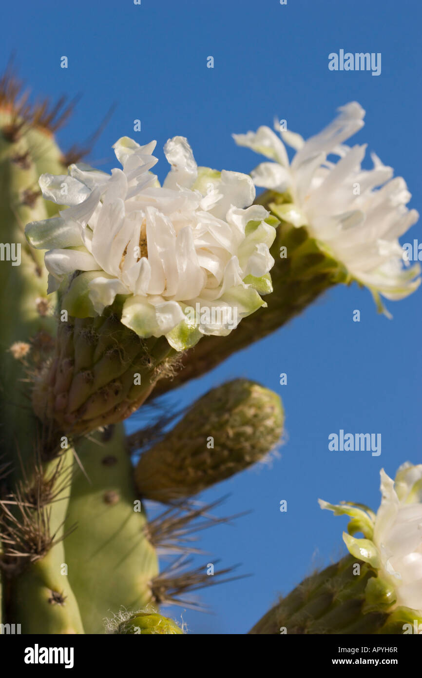 White cactus blooms hi-res stock photography and images - Alamy