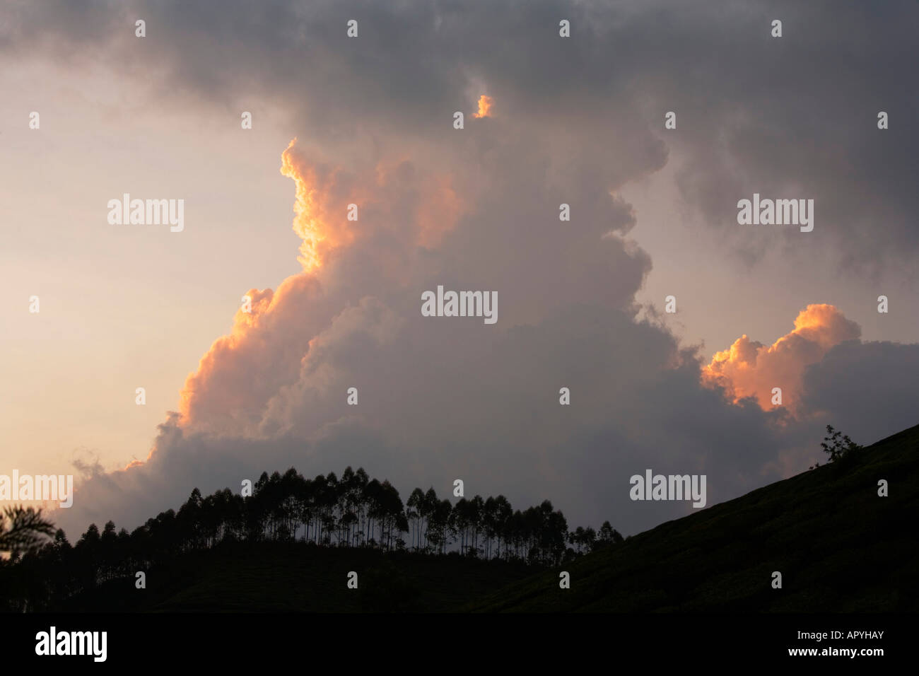 INDIA KERALA MUNNAR SUNSET OVER TEA PLANTATIONS Stock Photo - Alamy