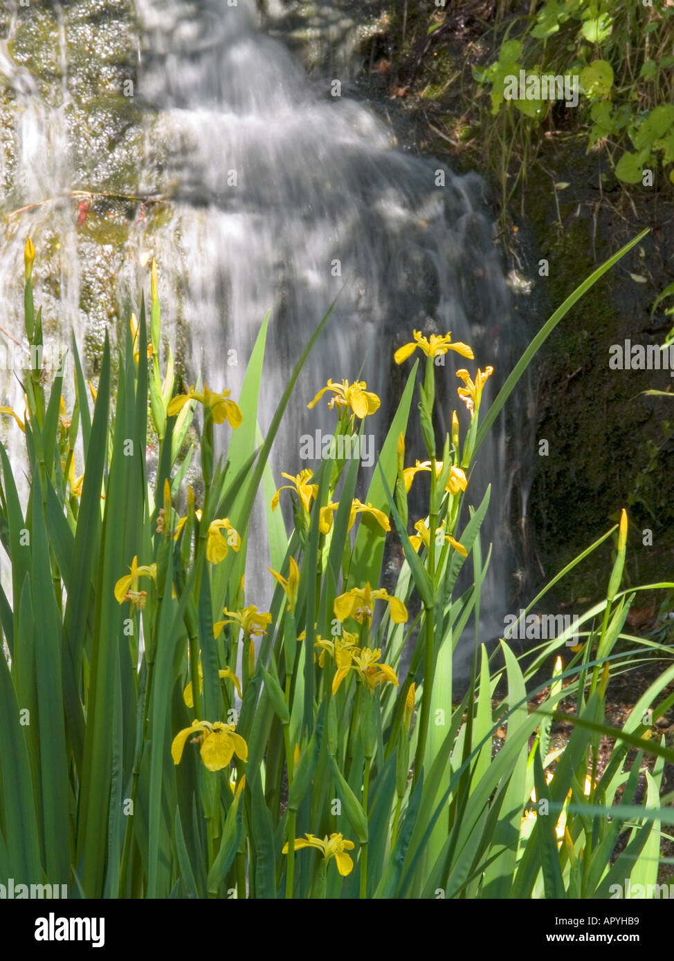 Yellow bog Iris Iridaceae and waterfall Stock Photo - Alamy