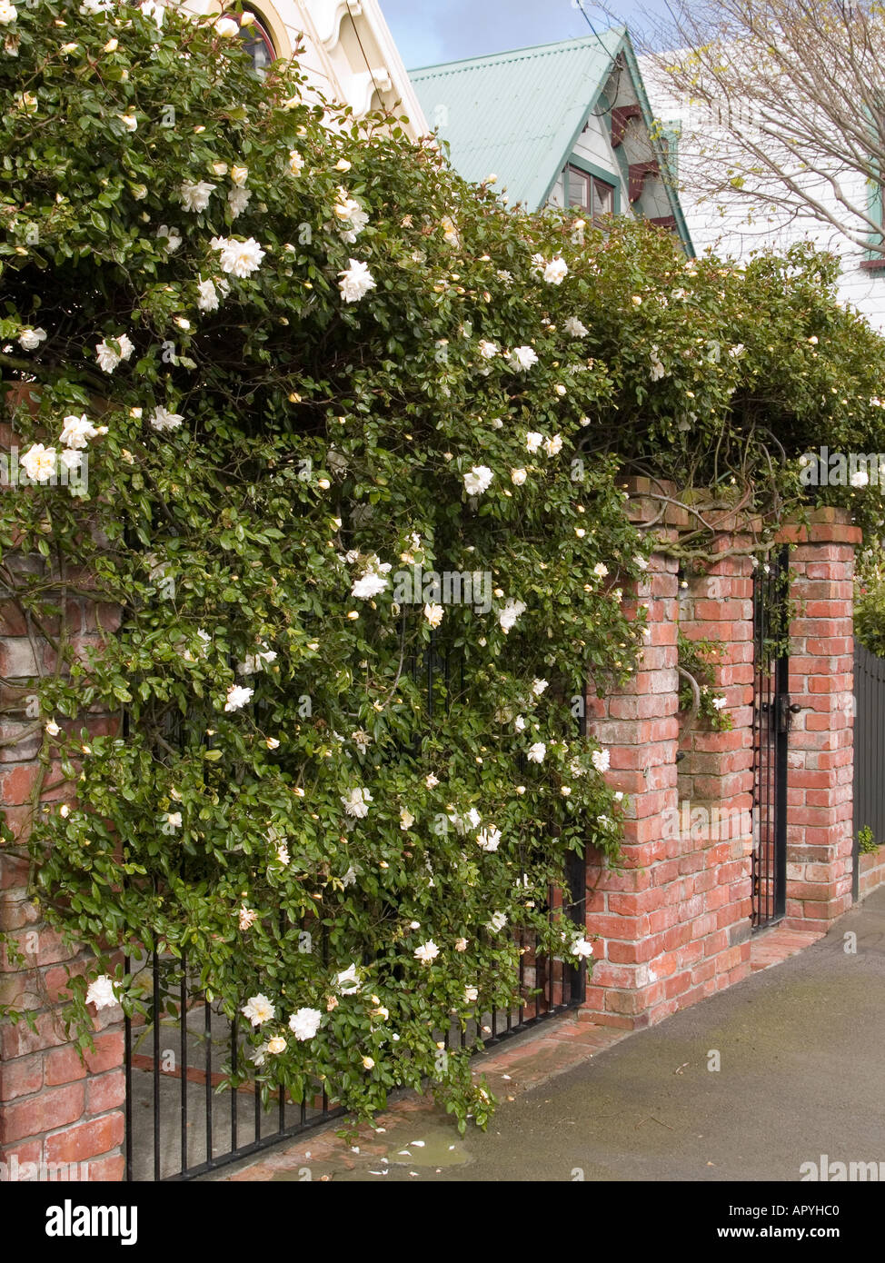 Beautiful old climbing rose Rosa arvensis Rosaceae, cascading over ...