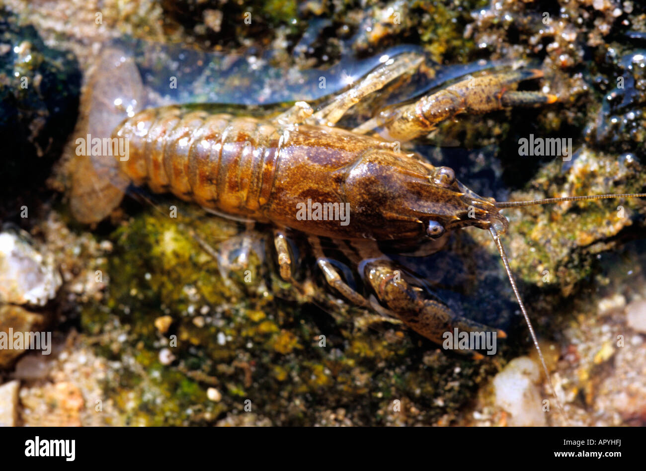 ecrevisse americaine Amerikanischer Flusskrebs American Crayfish ...