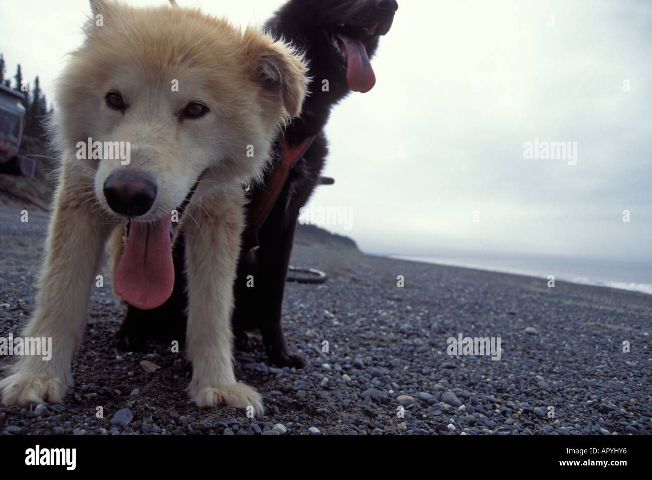 sled team of husky dogs Canis familiaris on Coho beach Cook Inlet ...