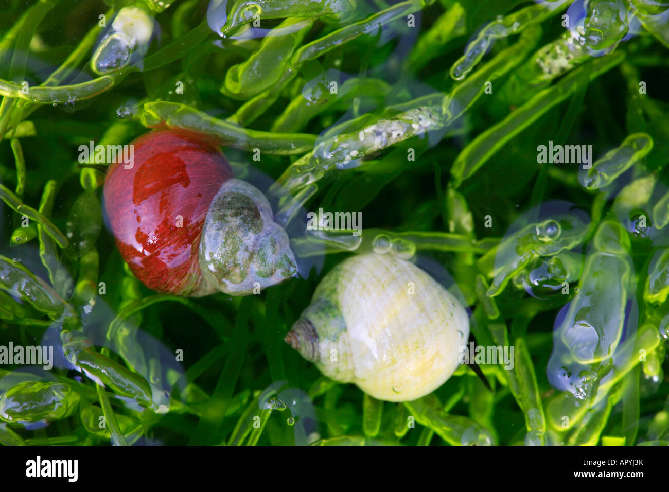 red and white snail-shell in a rockpool while low tide, Ballyconneely ...