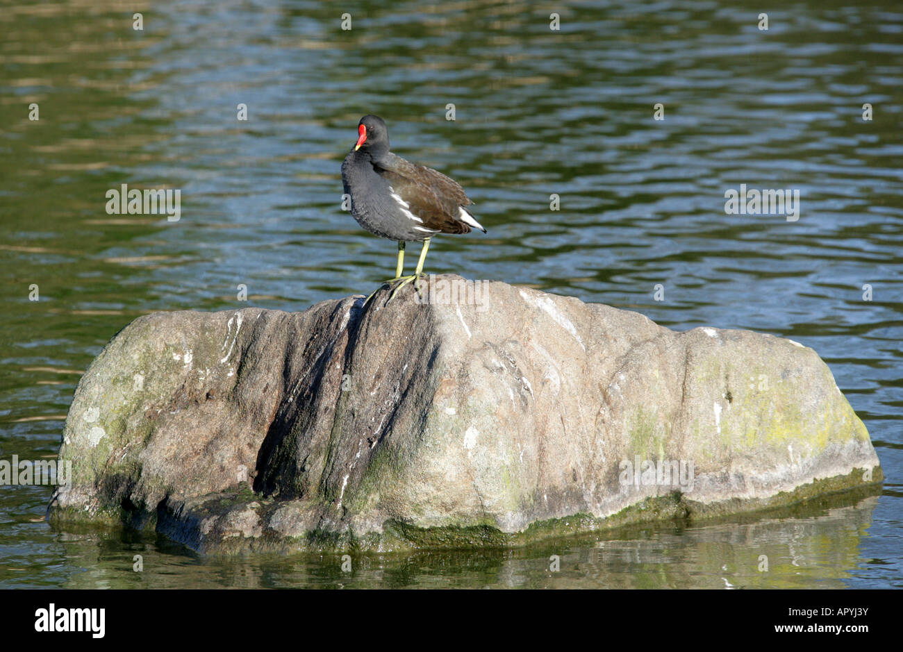 Moorhen, Gallinula chloropus, Rallidae Stock Photo - Alamy