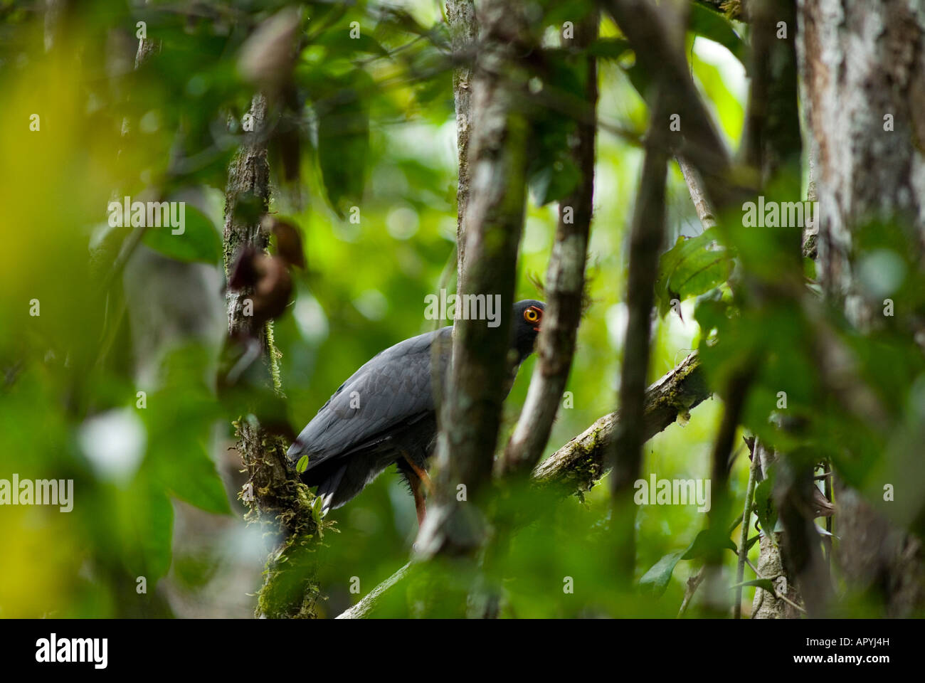 Slate coloured hawk hi-res stock photography and images - Alamy