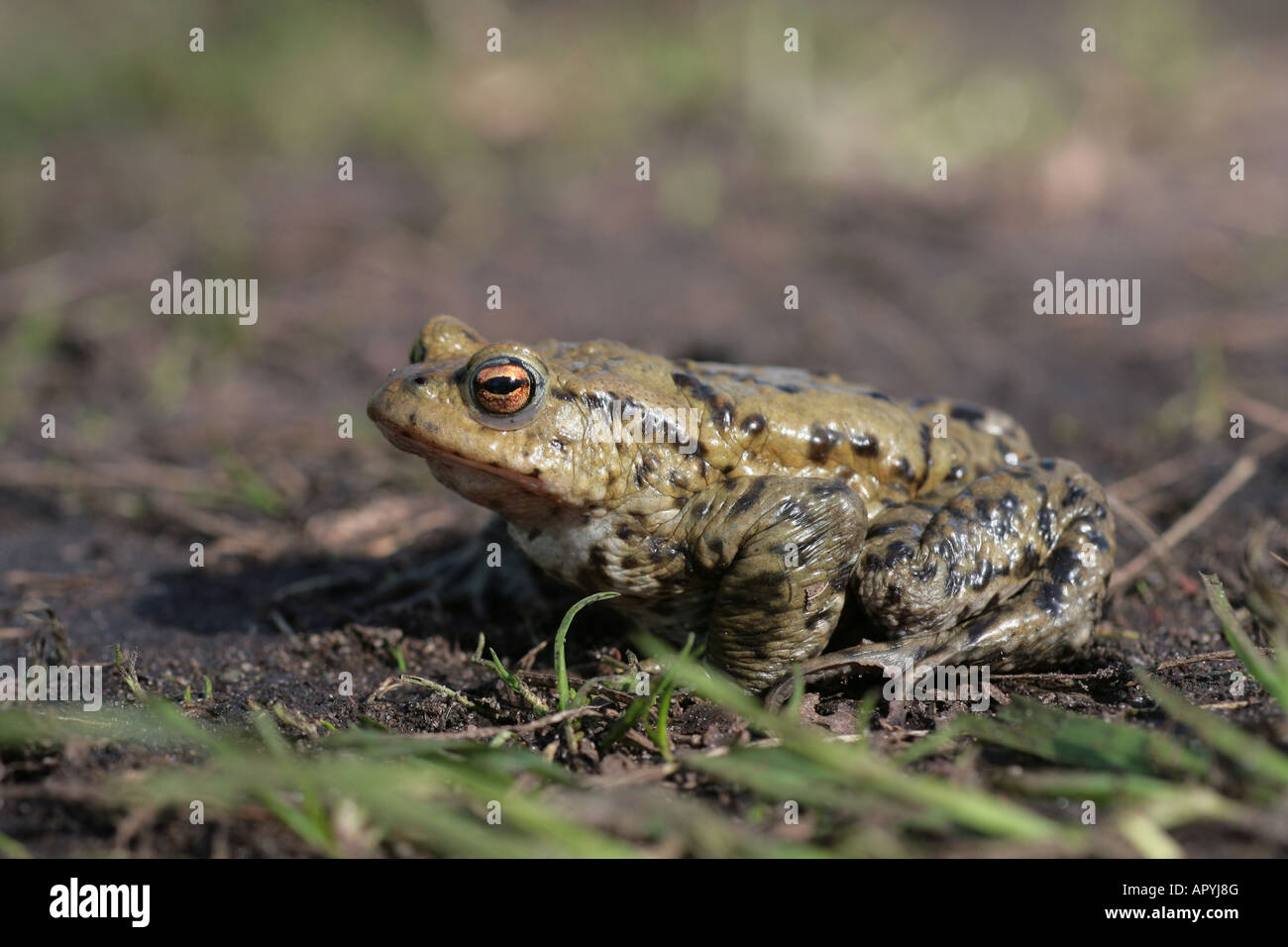 Common Toad Bufo bufo Stock Photo - Alamy