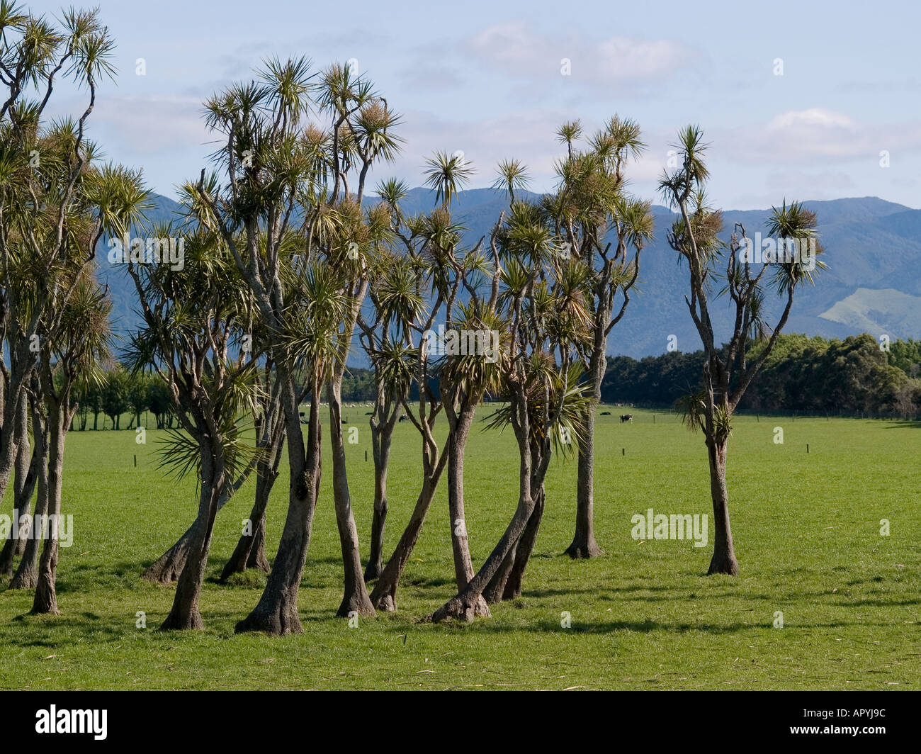 Cabbage tree grove hi-res stock photography and images - Alamy