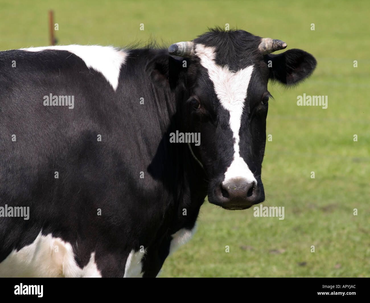 Friesian bull black and white breed of dairy cattle bovine Stock Photo ...