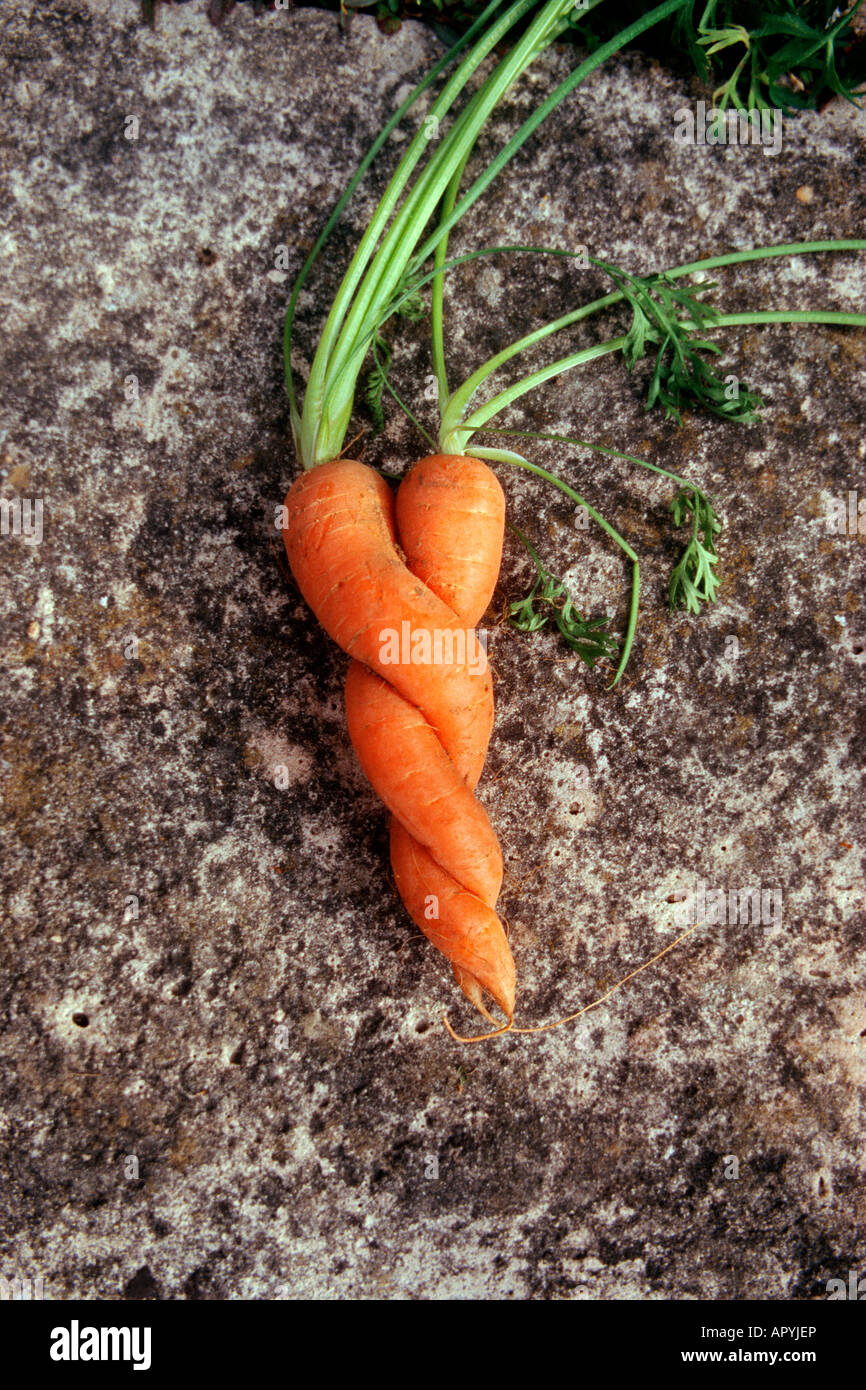 Two carrots entwined pjm0048 Stock Photo - Alamy