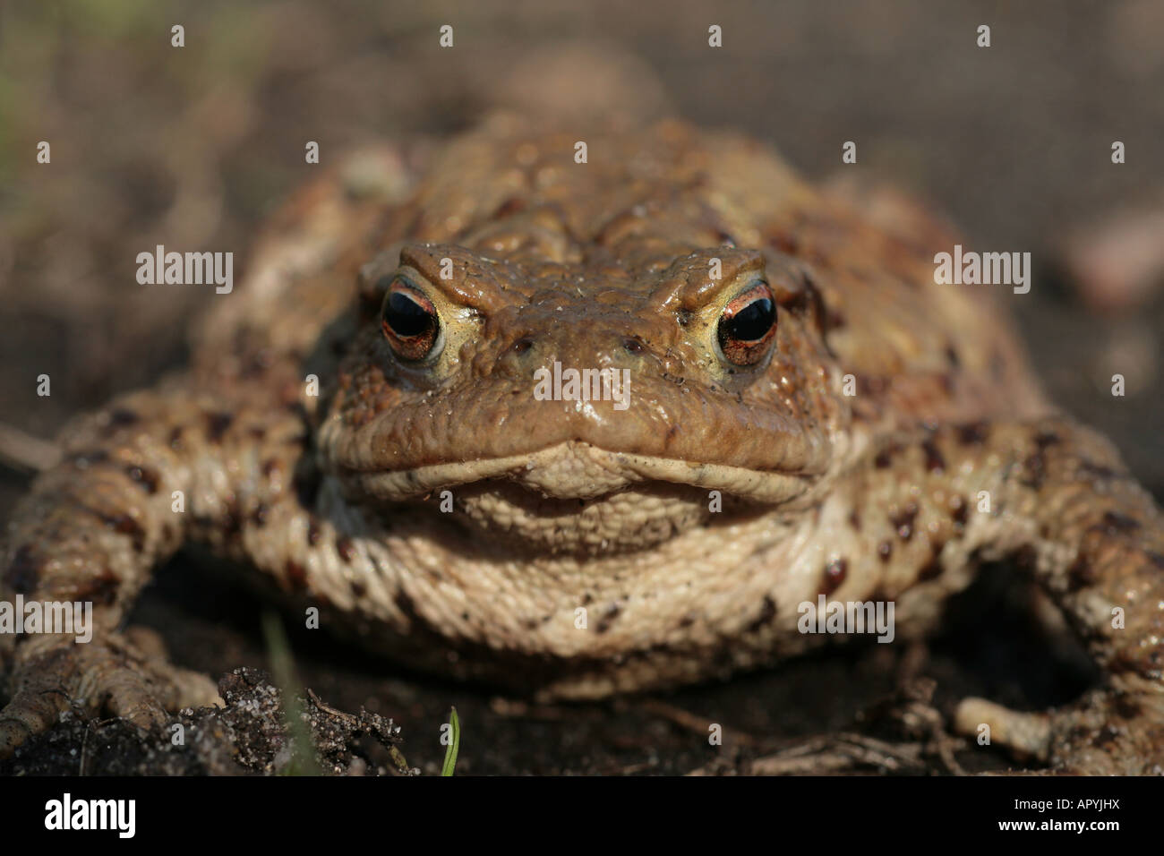 Common toad eye uk hi-res stock photography and images - Alamy