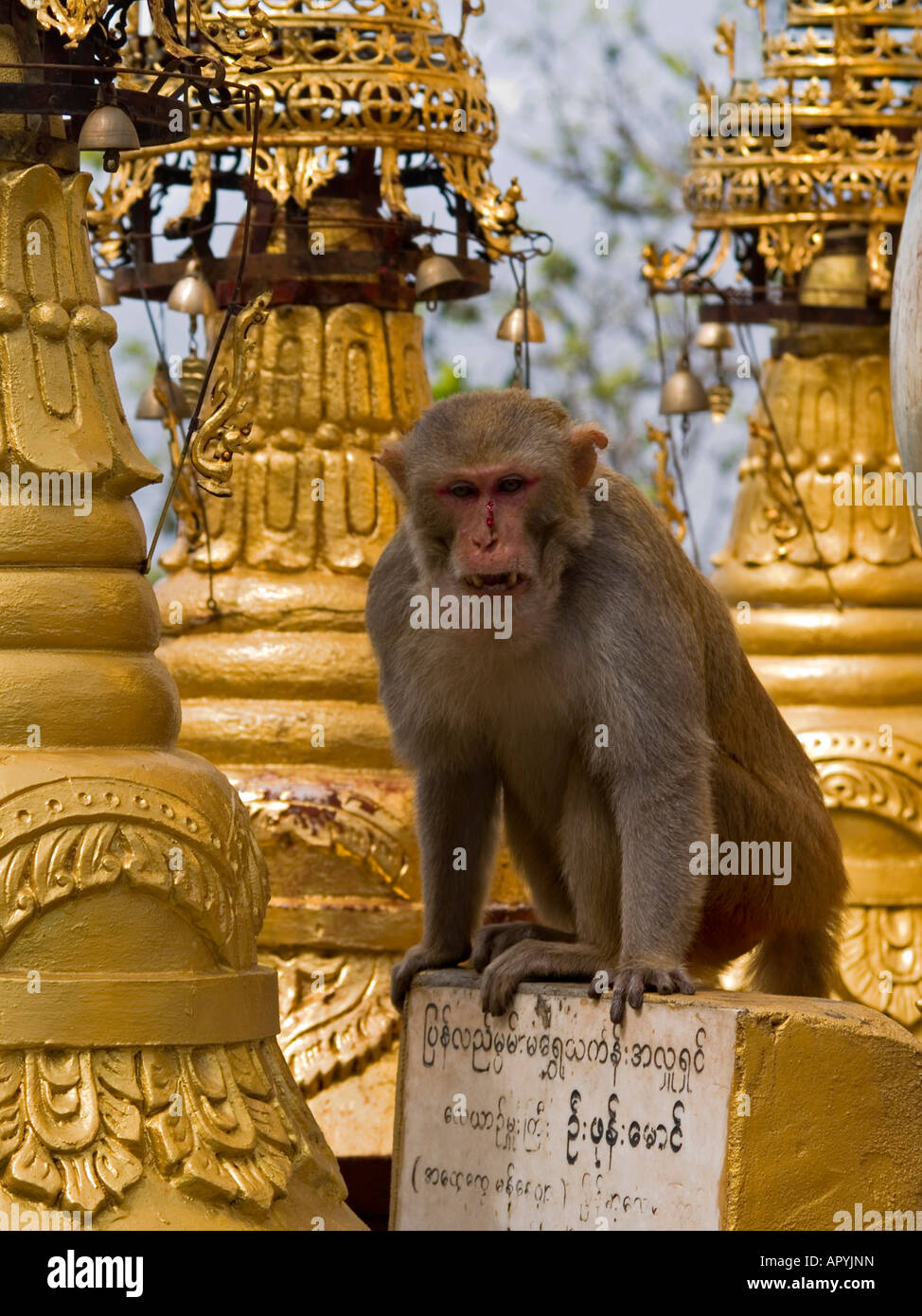 Mount popa monkey hi-res stock photography and images - Alamy
