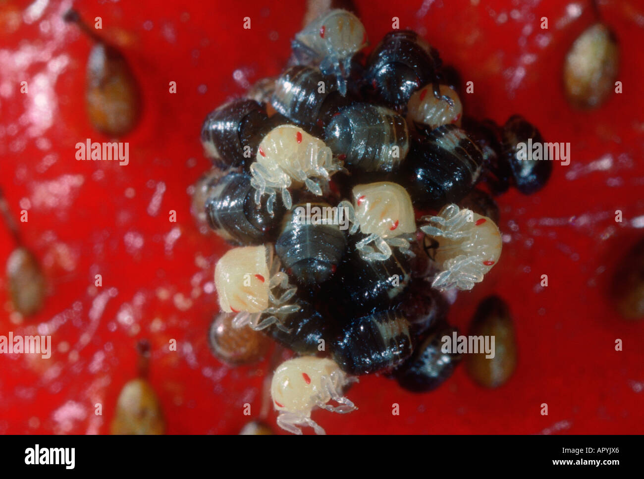 Heteropteran Bugs, Family Pentatomidae. Eggs hatching and newborns. Series 3 of 4 Stock Photo ...
