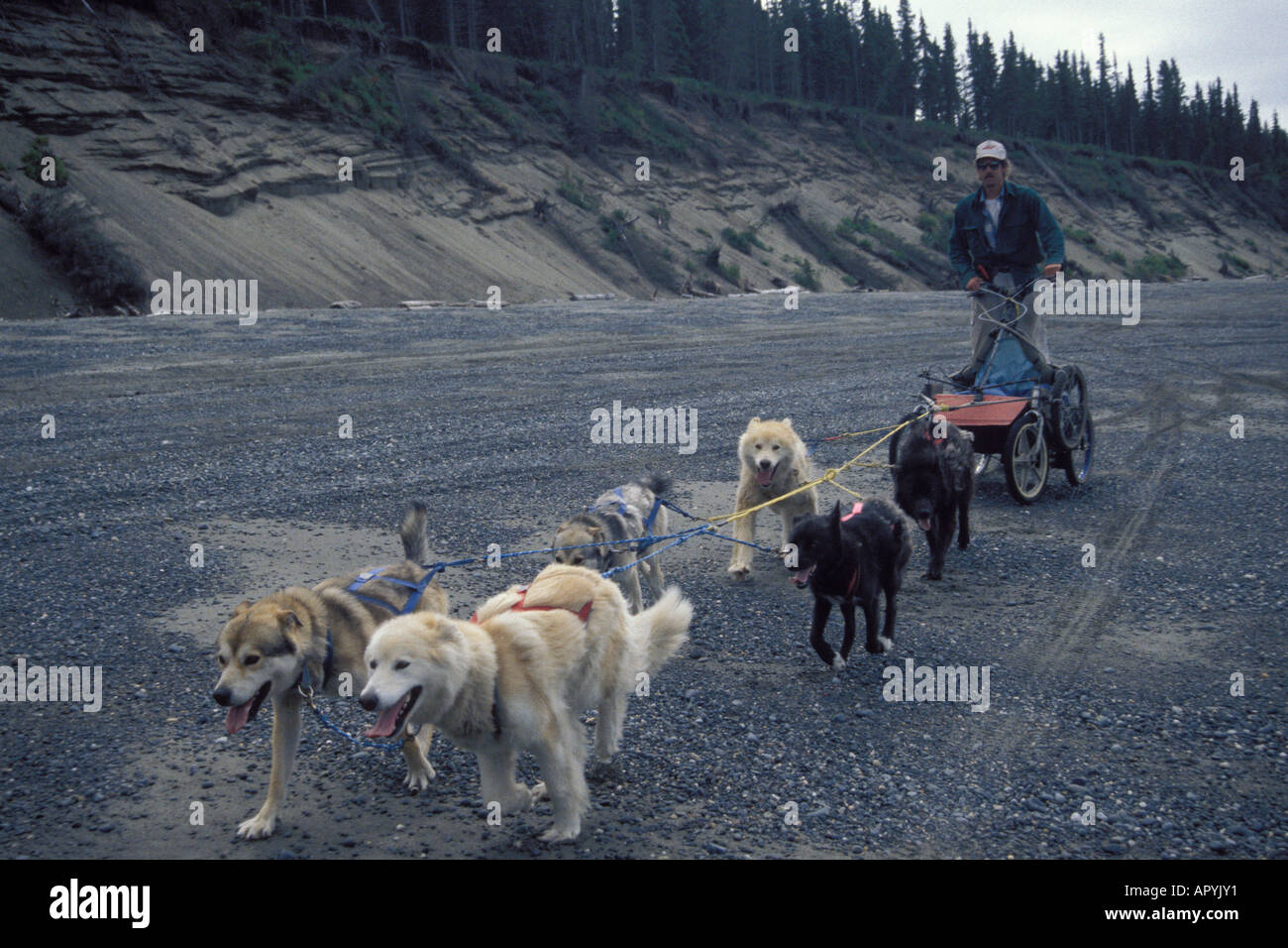 dog musher with his sled team of husky dogs Canis familiaris on Coho ...