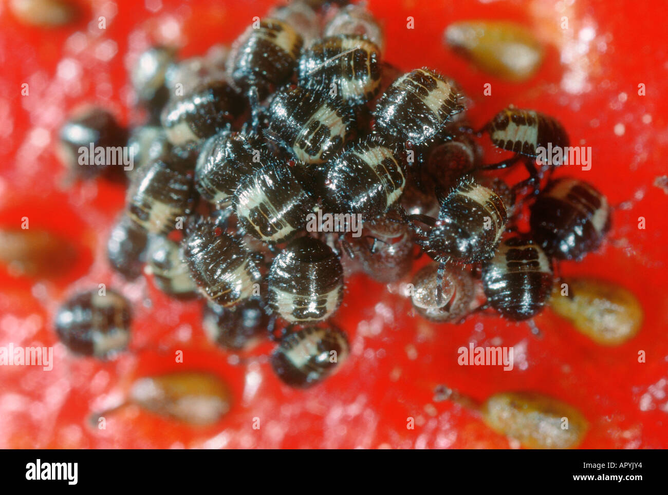 Heteropteran Bugs, Family Pentatomidae. Eggs hatching and newborns ...