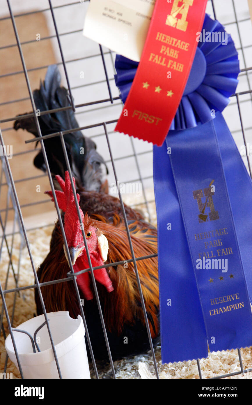 Prize winning winning hen hi-res stock photography and images - Alamy