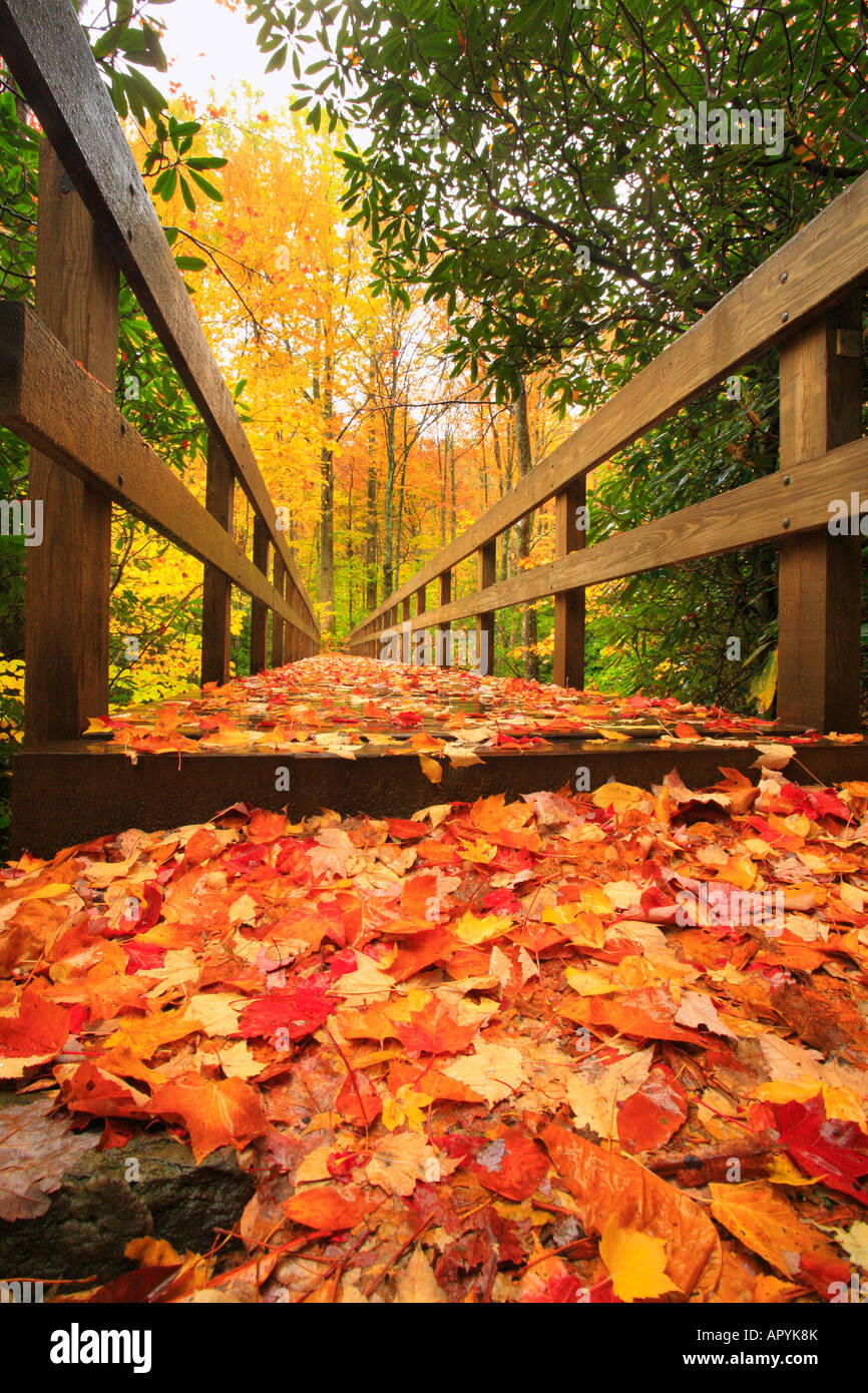 Bridge of Boone Fork, Tanawha Trail, Blue Ridge Parkway, North Carolina ...