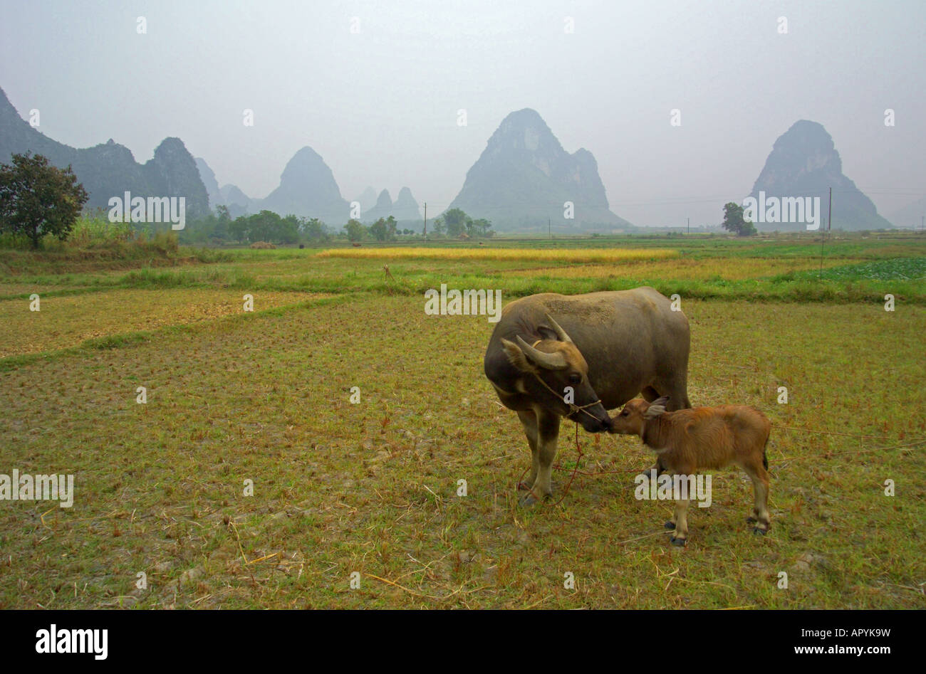 Calf loving hi-res stock photography and images - Alamy