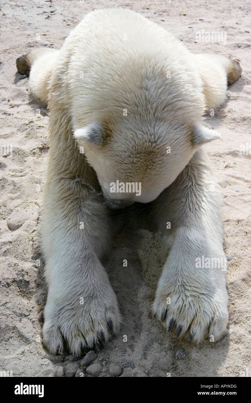 A humorous image of a polar bear lying flat on his stomach with his ...