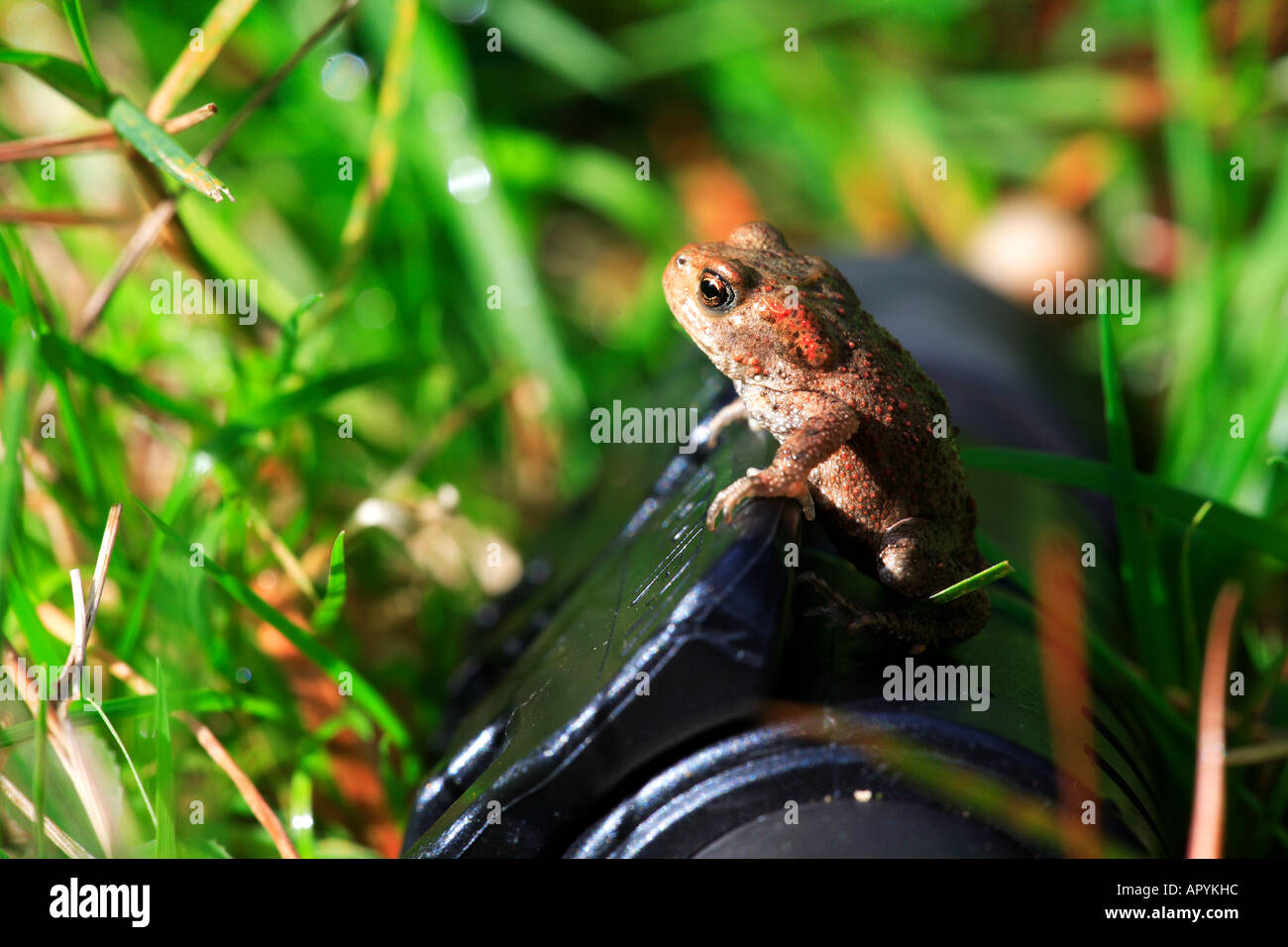 Garden common frog on the tripod leg Stock Photo - Alamy