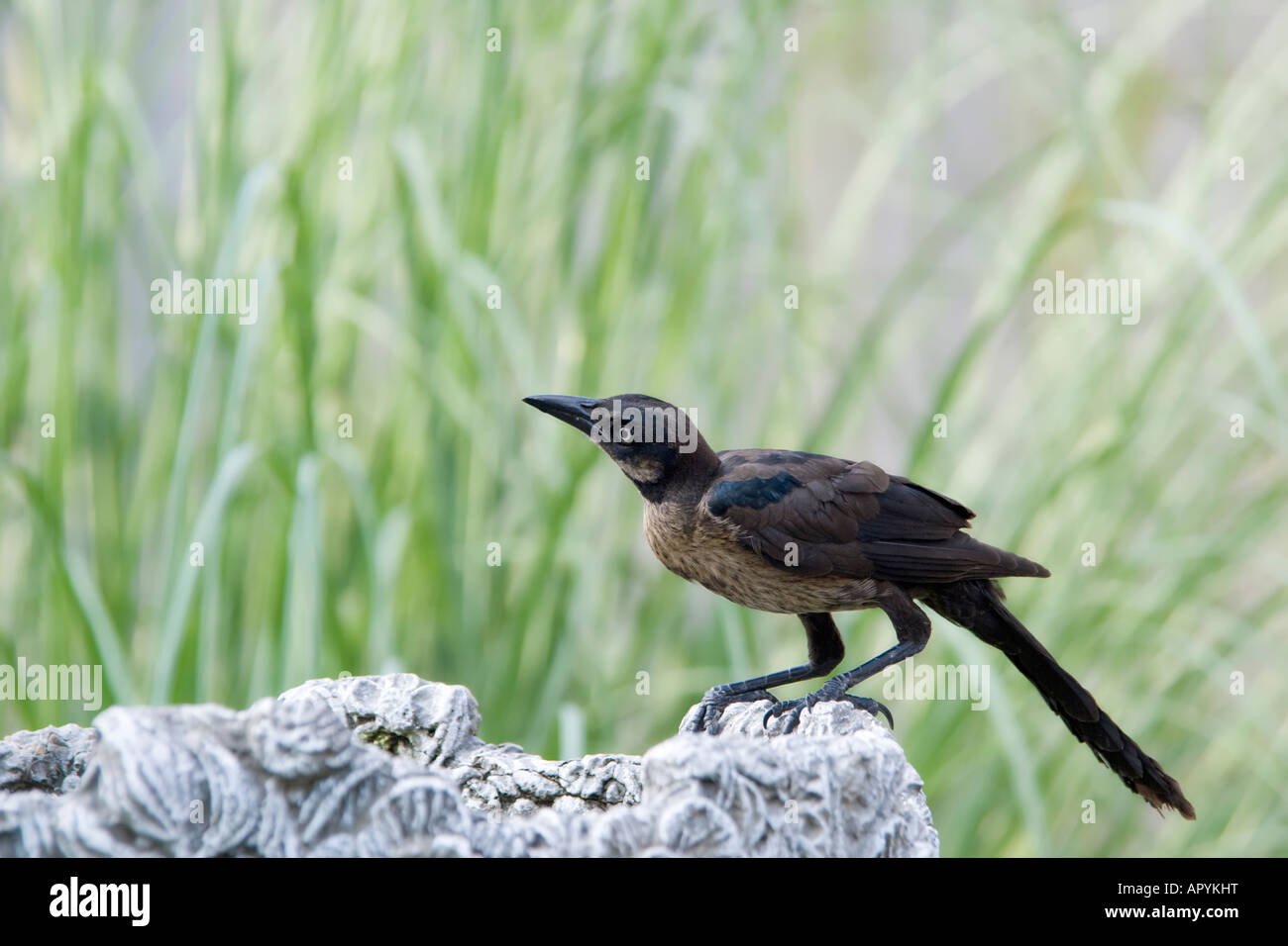 Great tailed grackles hi-res stock photography and images - Alamy