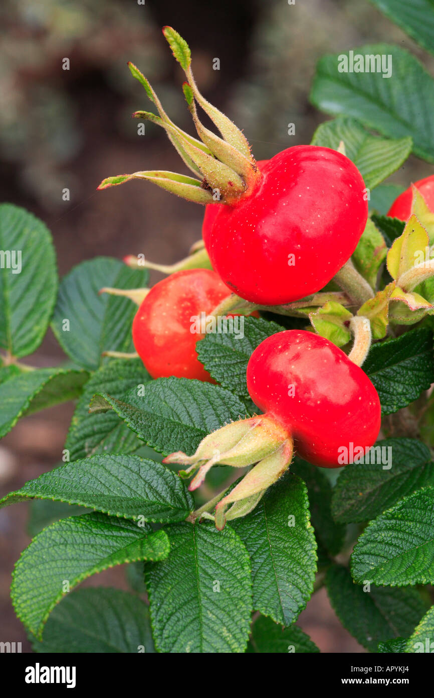 Rose hips rosa rugosa hi-res stock photography and images - Alamy