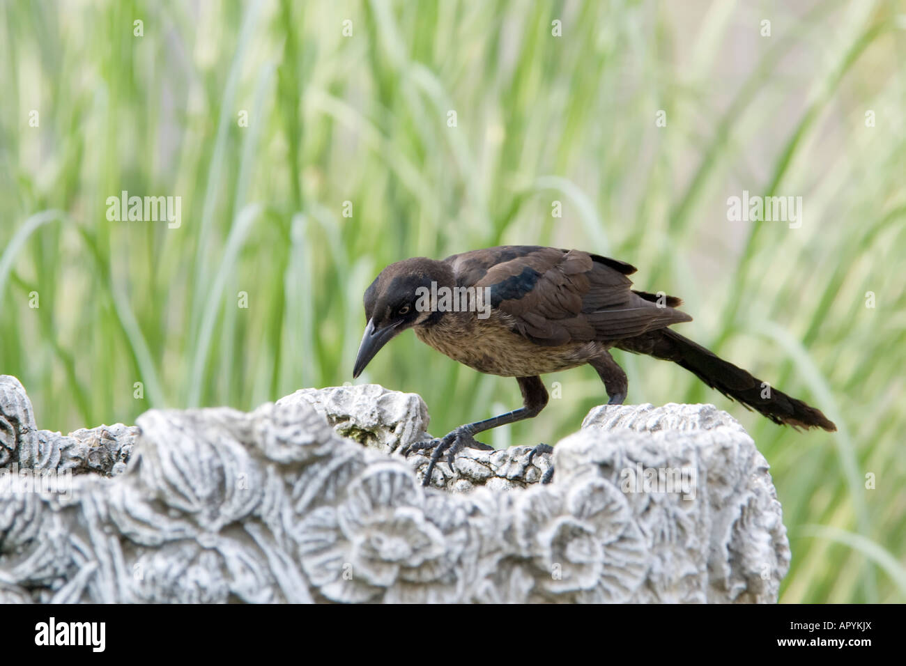 Great-tailed Grackle, Quiscalus mexicanus, drinking from bird bath ...