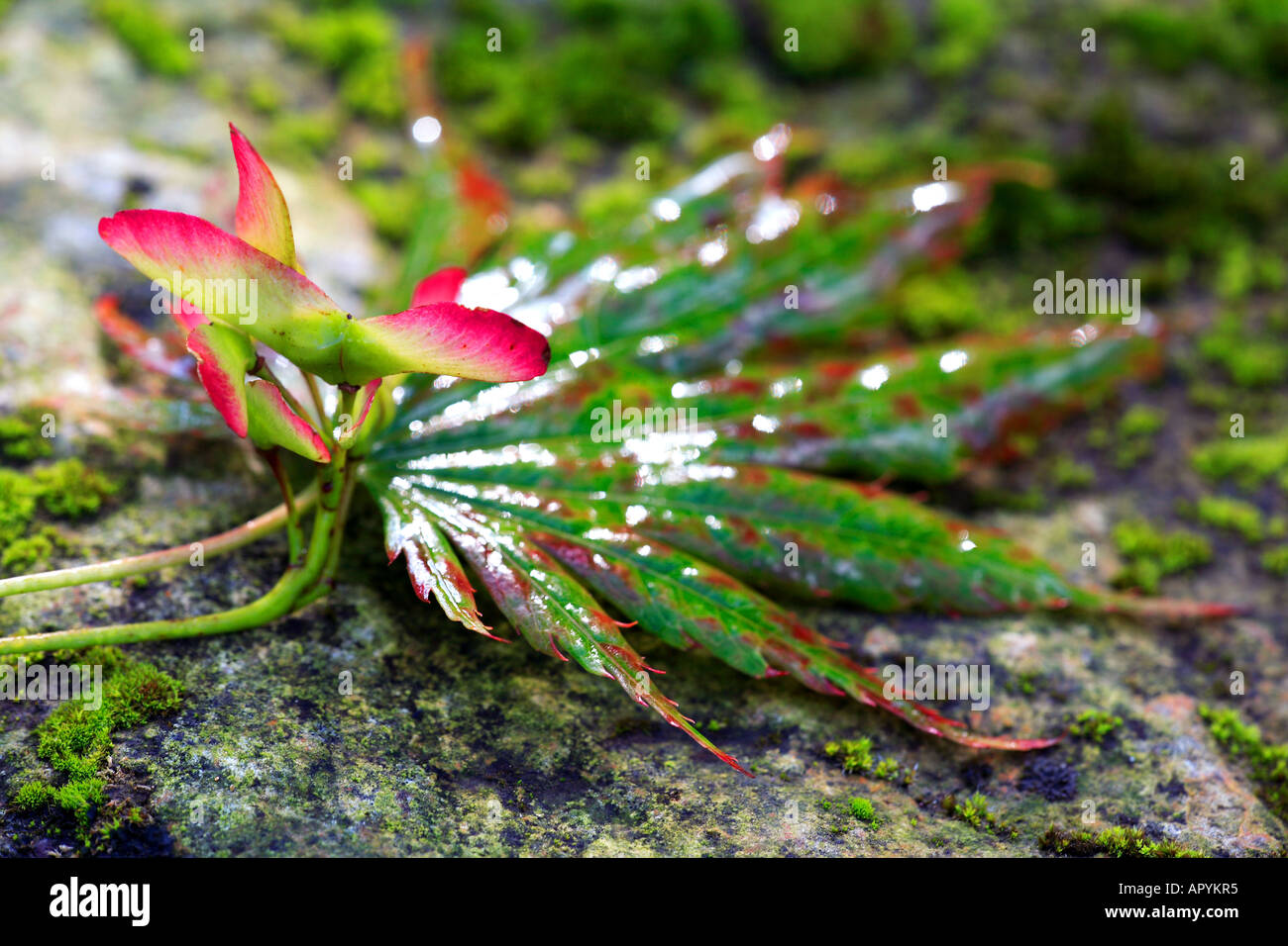 Winged seeds hi-res stock photography and images - Alamy