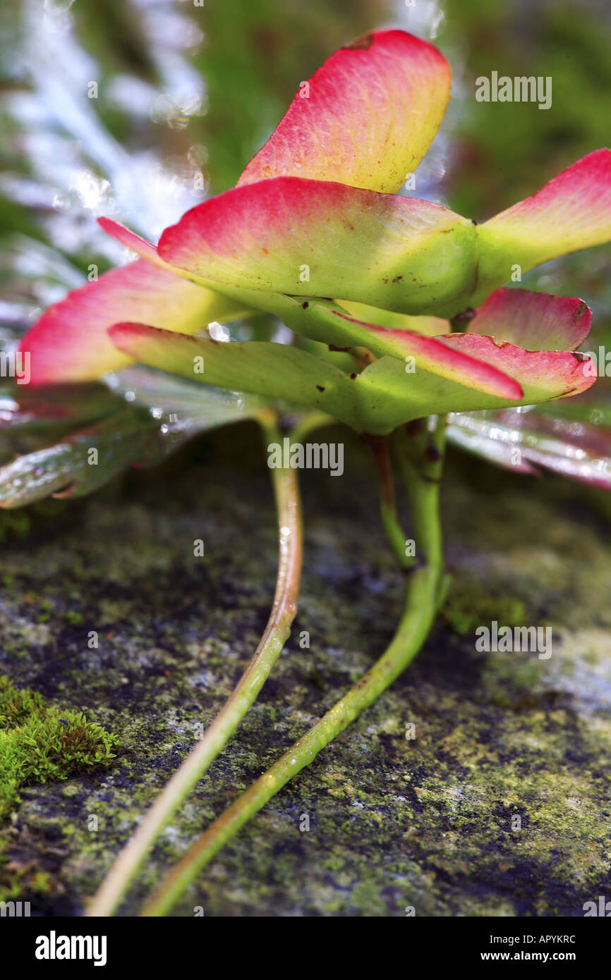 Winged seeds hi-res stock photography and images - Alamy