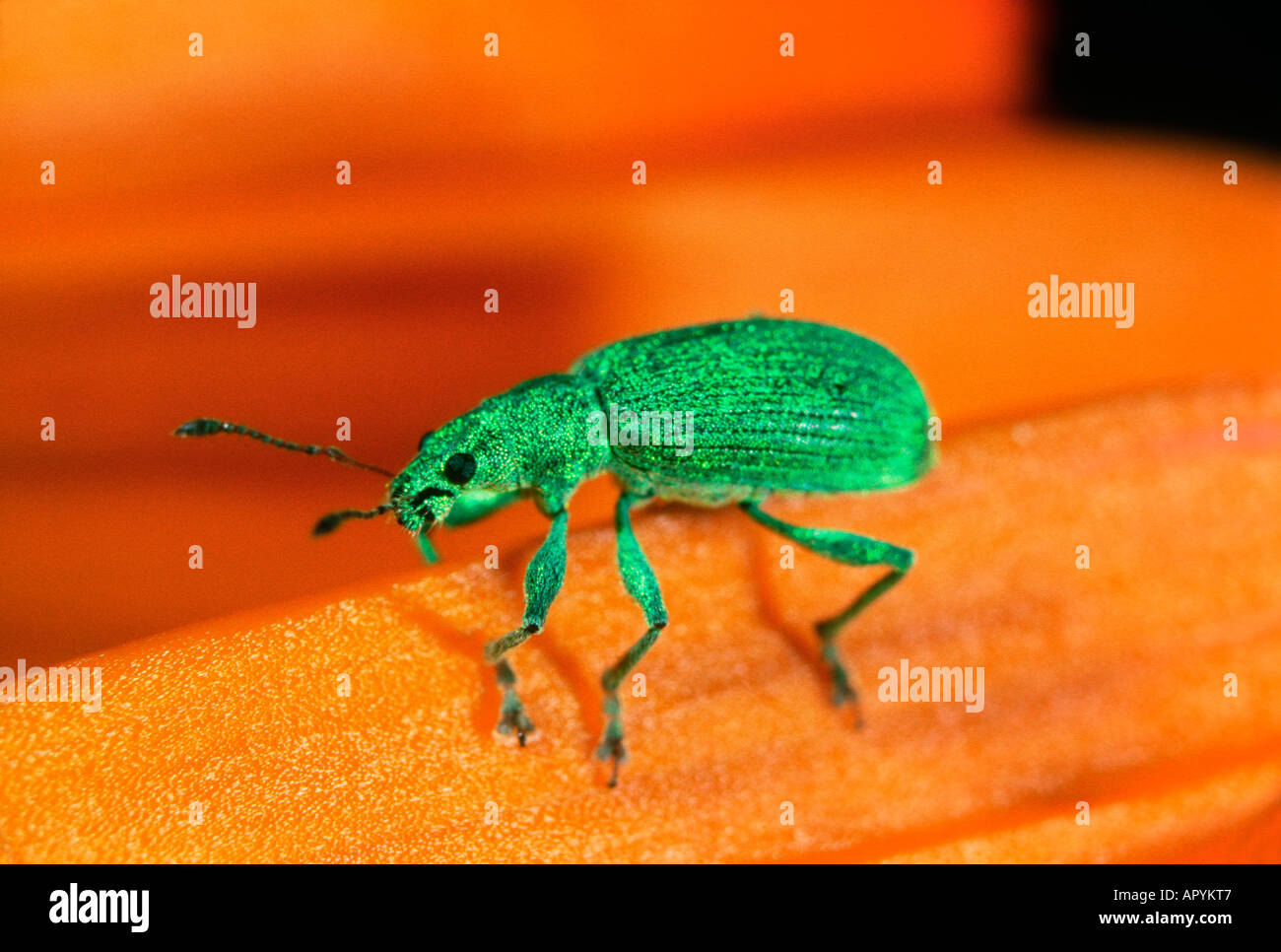 Phyllobius sp hi-res stock photography and images - Alamy