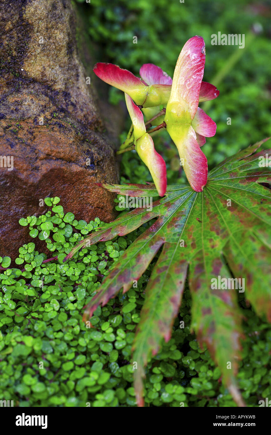 Winged seed pattern hi-res stock photography and images - Alamy