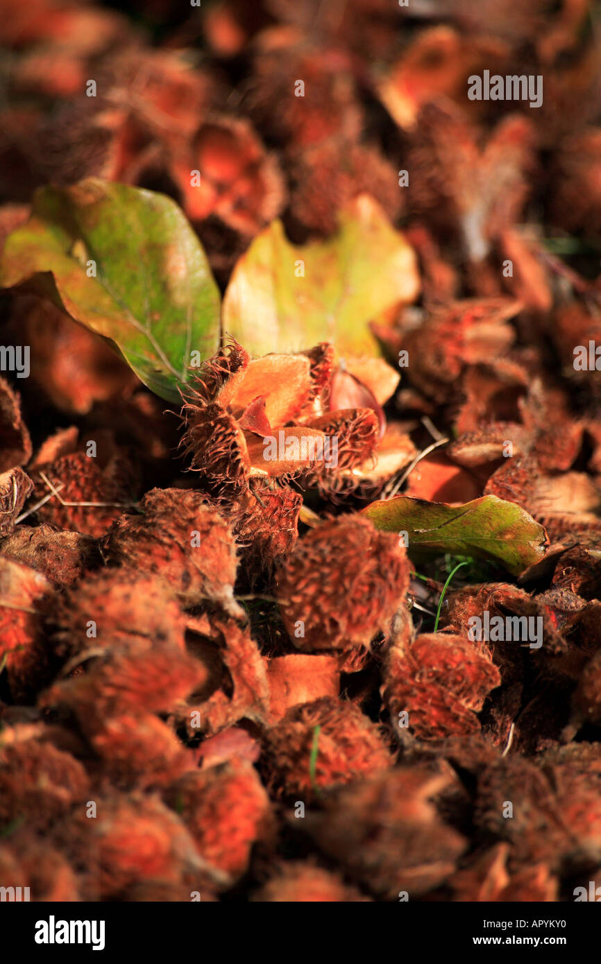 Mast in wood hi-res stock photography and images - Alamy