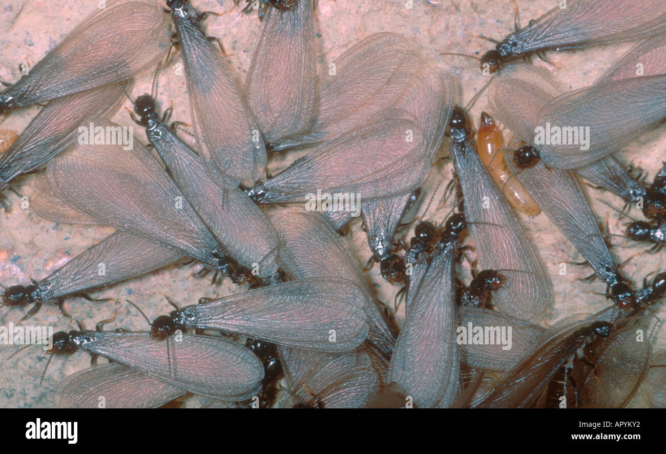 Termite soldier hi-res stock photography and images - Alamy