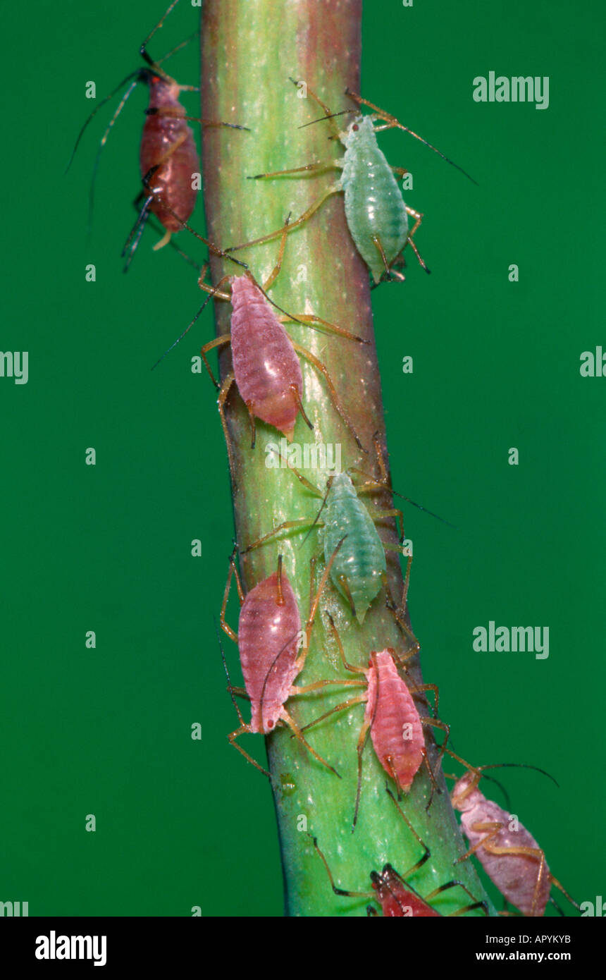 Rose Aphids, Macrosiphum rosae. Colony on Rose stem Stock Photo - Alamy