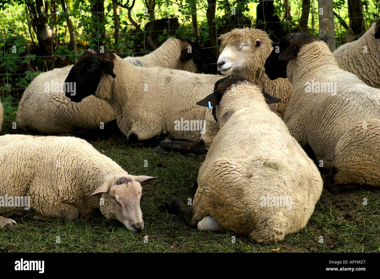 Rams Male sheep Breeding Breeder Stock Photo - Alamy