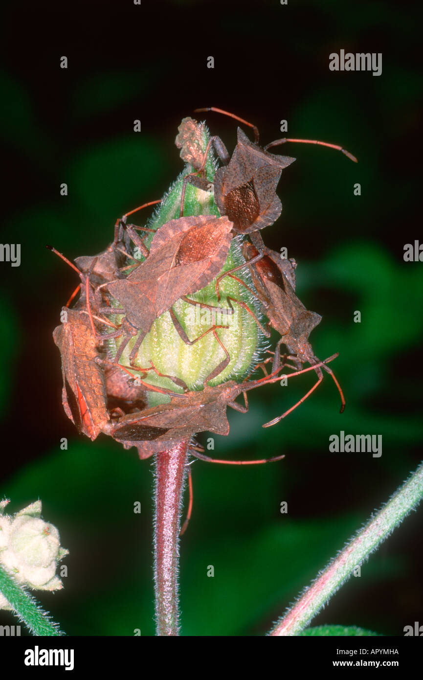 Dock Leaf Bugs, Coreus marginatus. Group on plant Stock Photo - Alamy