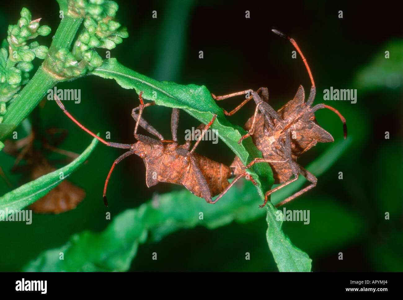Dock Leaf Bugs, Coreus marginatus. Pair mating Stock Photo - Alamy