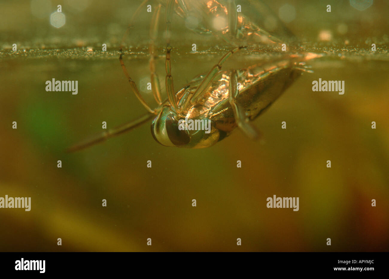 Backswimmer, Notonecta viridis. On pond Stock Photo - Alamy