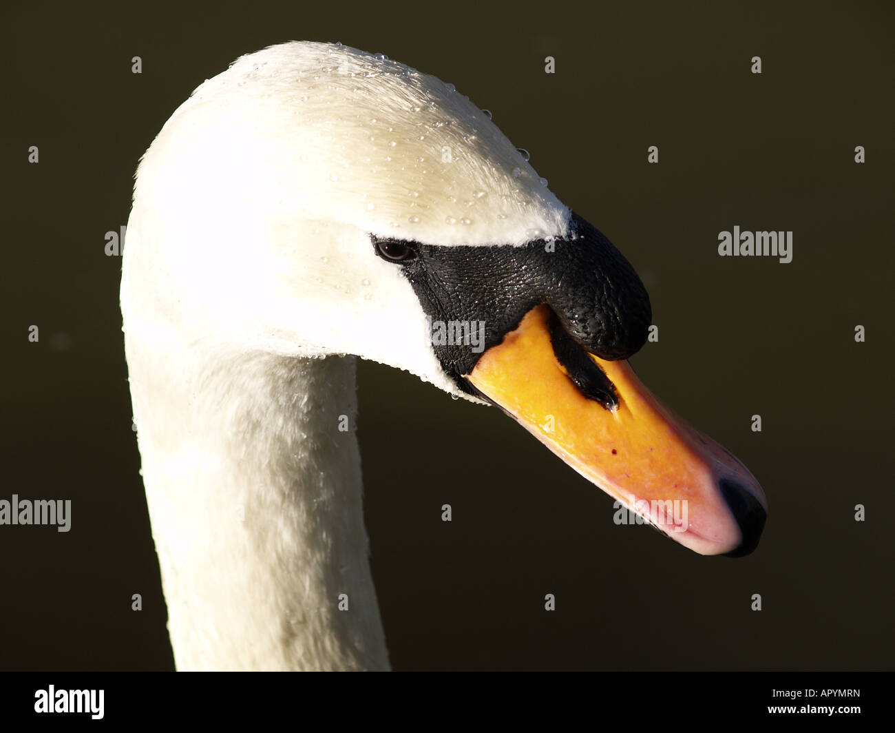 Close up swan head and neck hi-res stock photography and images - Alamy
