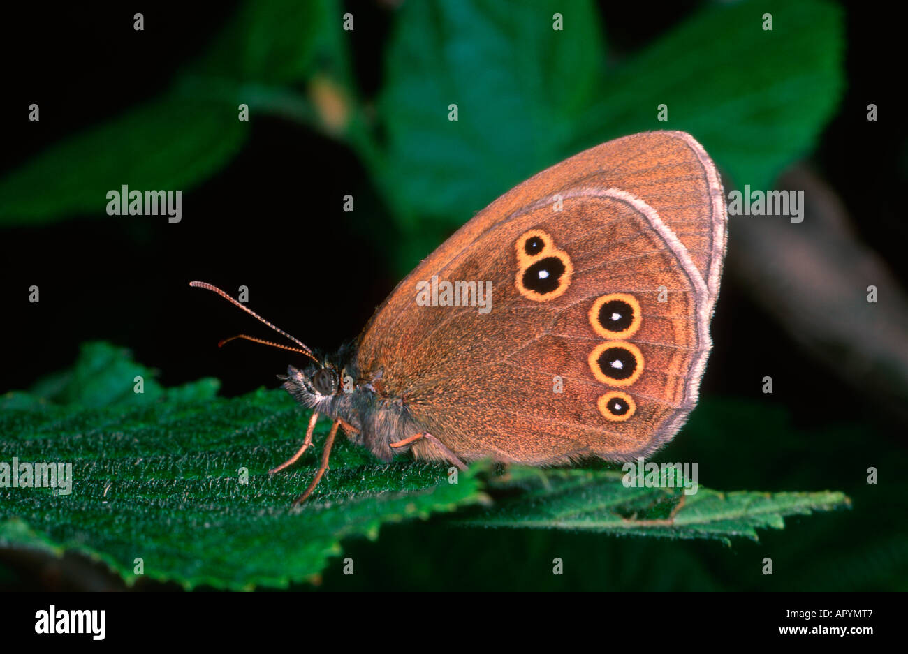 Aphantopus hyperantus on leaf butterfly hi-res stock photography and ...