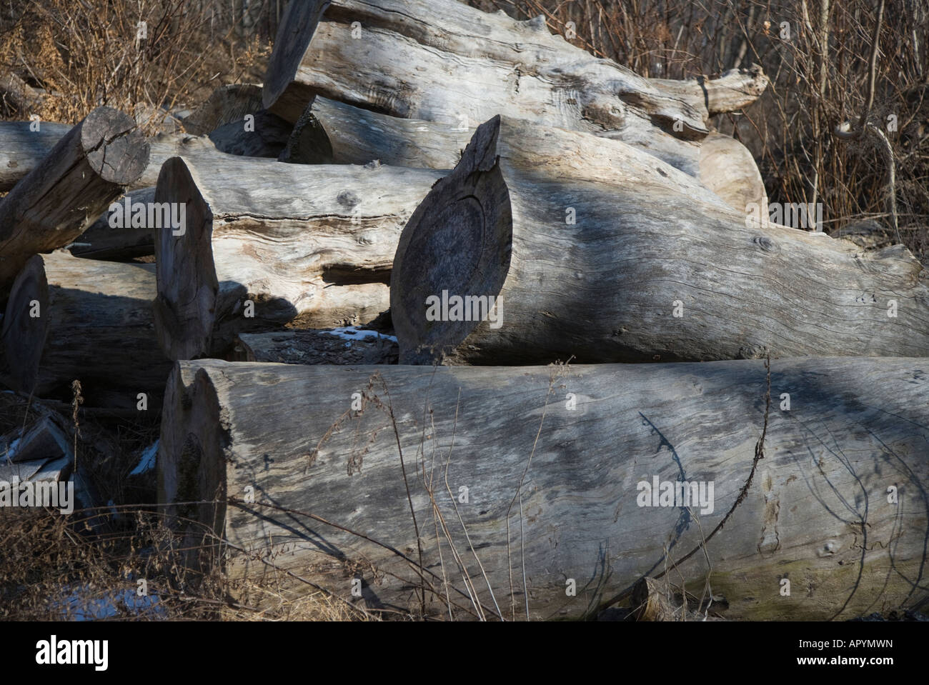 Tree trunks in a pile Stock Photo - Alamy